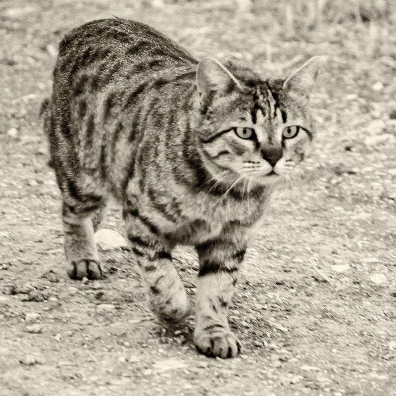 LouVet Animal Clinic FAQs