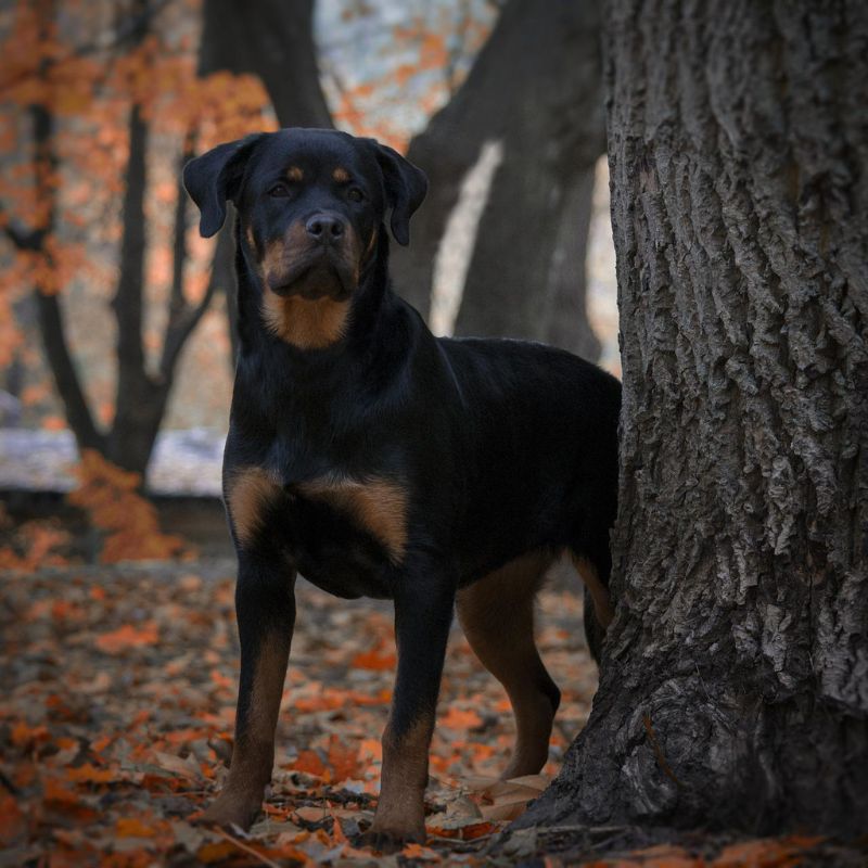 Consent Form | LouVet Animal Clinic