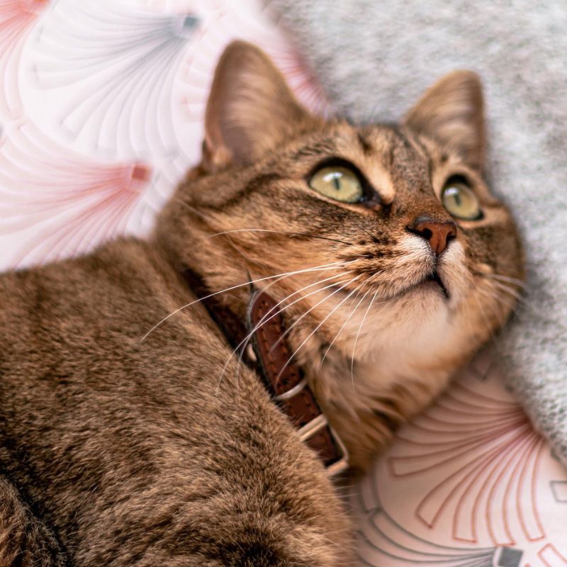 Message Success | LouVet Animal Clinic