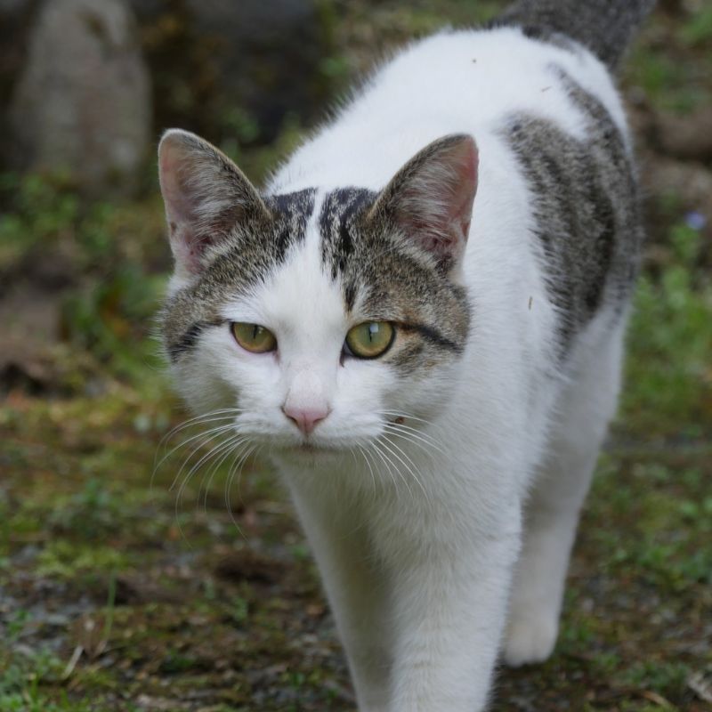 LouVet Animal Clinic Payment Options For Veterinary Care | LouVet ...